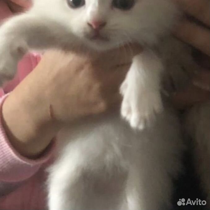 Прекрасные вислоухие котята ищут дом)