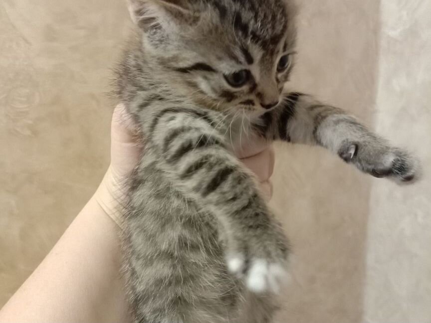 Котенок в добрые руки - бесплатно