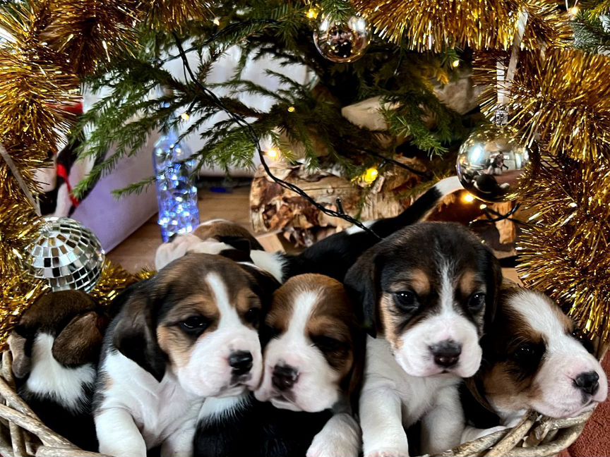 Щенки бигль