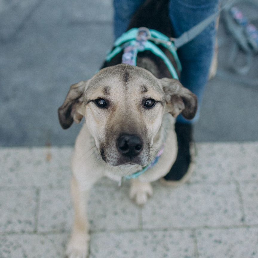 Ушастое счастье ищет дом