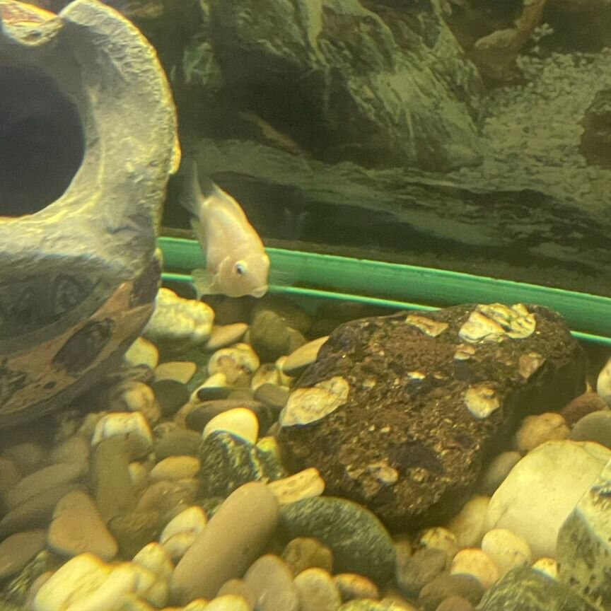 Самка сапфирового попугая