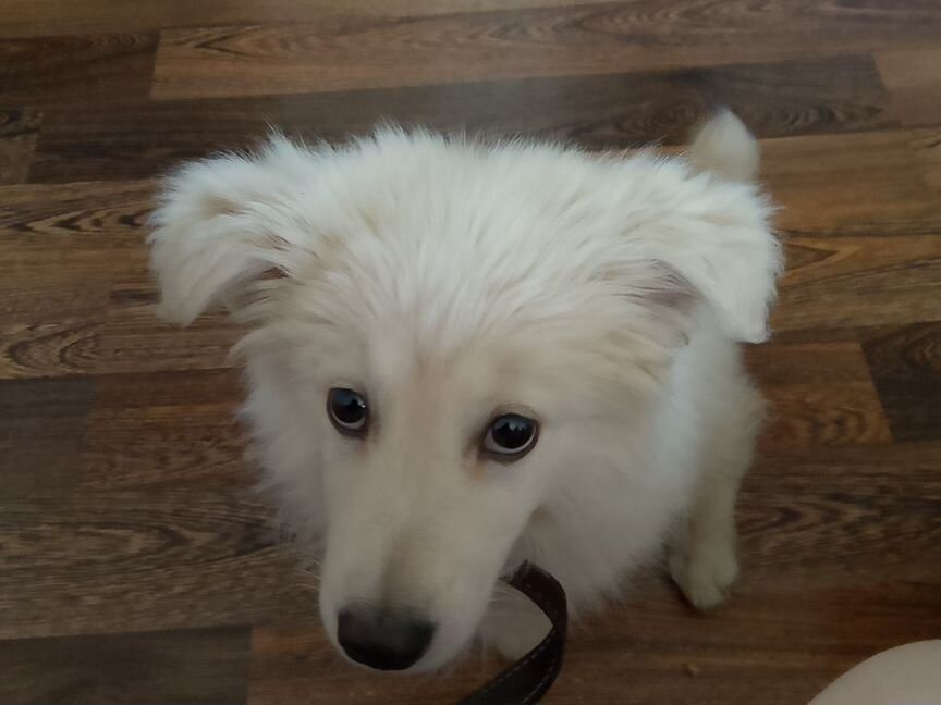 Собака в добрые руки