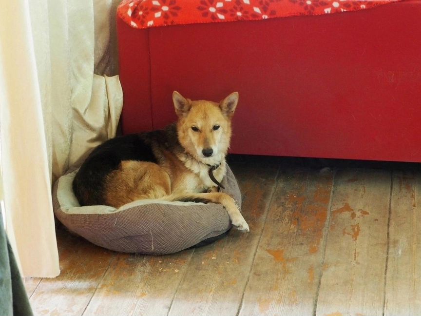 Добрая пожилая собака ищет дом