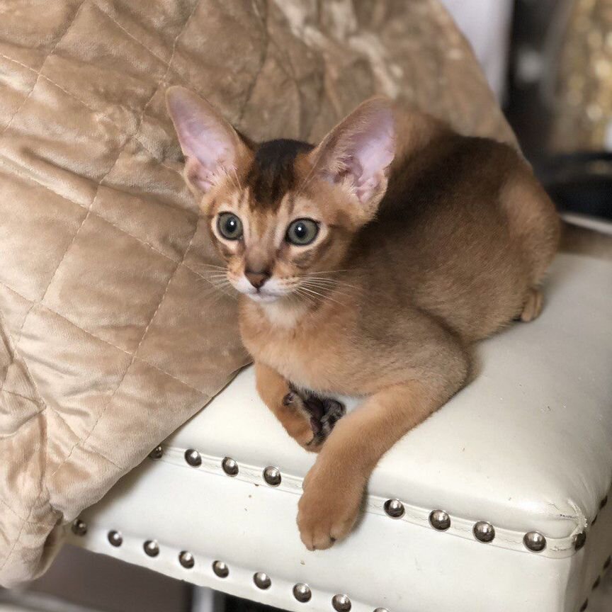 Абисинец котенок мальчик
