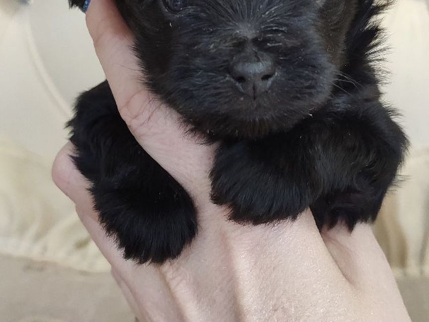 Йоркширский терьер (цветные девочки)