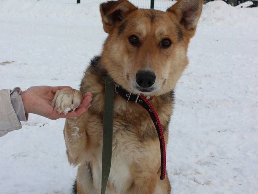 Орфей