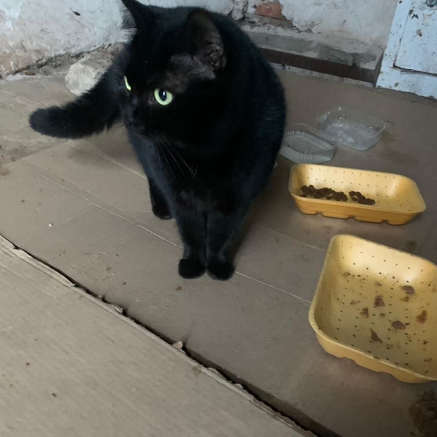 Котята в добрые руки бесплатно