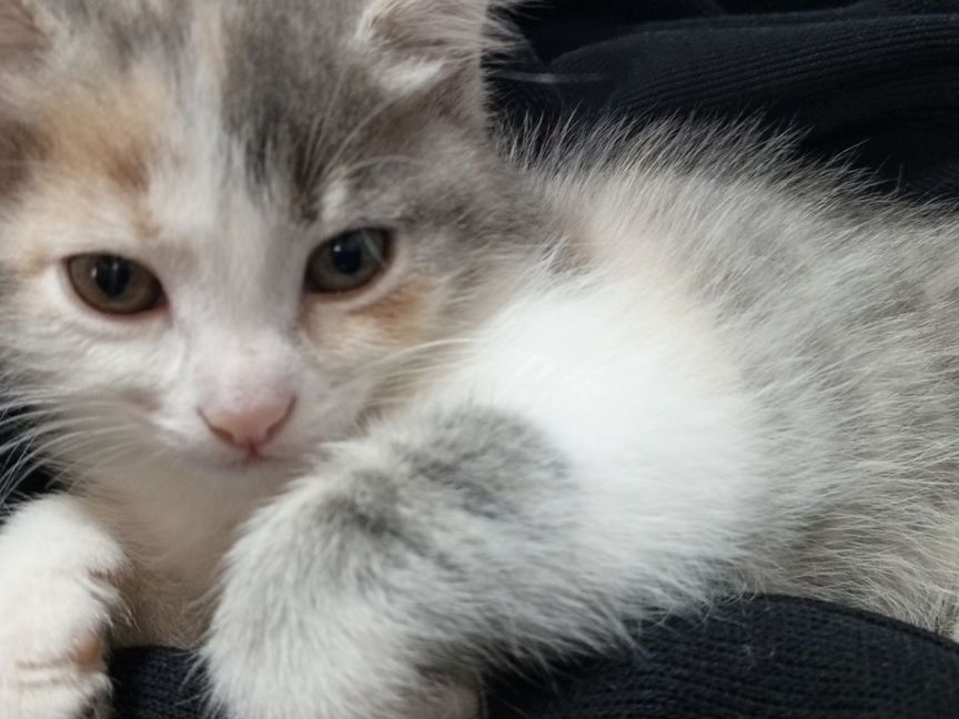 Котёнок в добрые руки, очень ласковая девочка