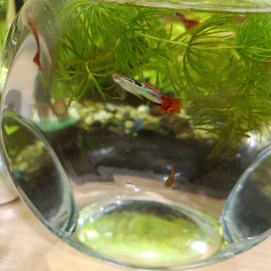 6 самцов гуппи