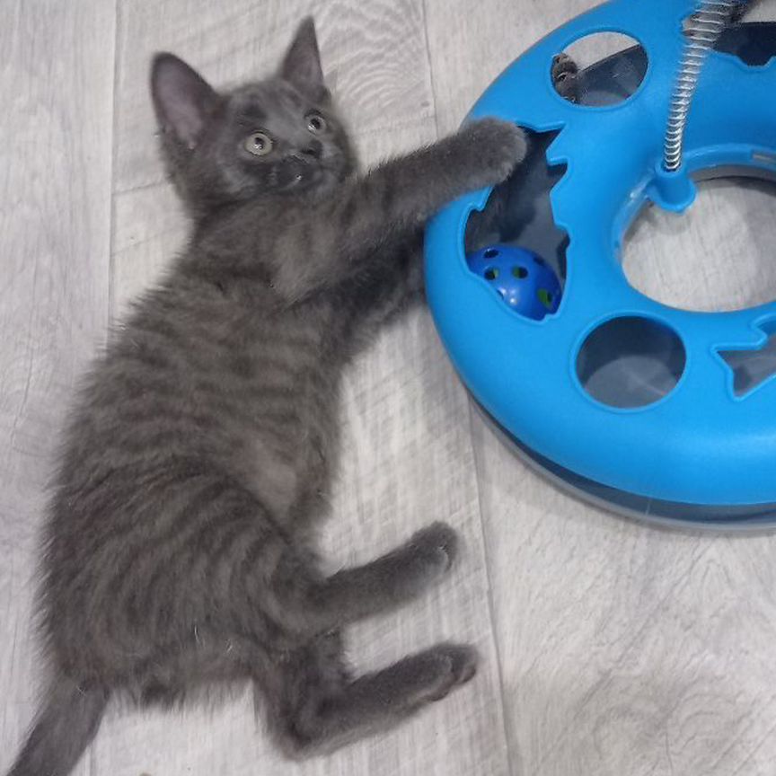 Котëнок в добрые руки