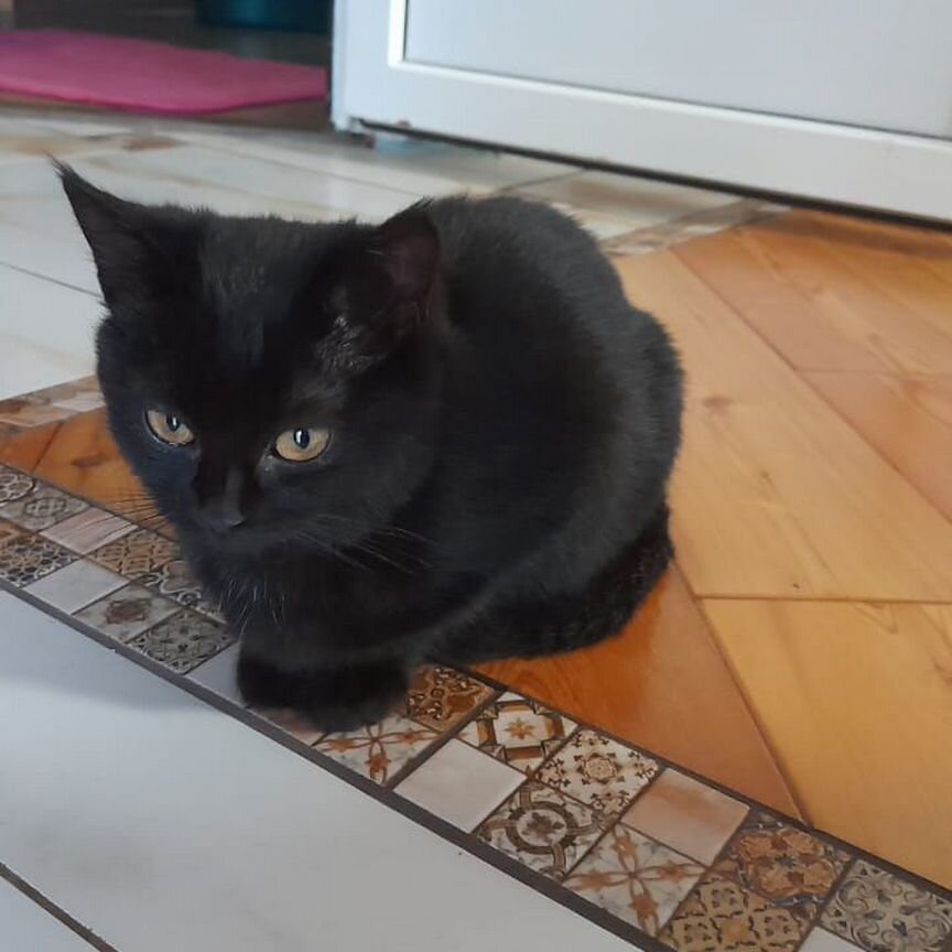 Котята от ерысолова