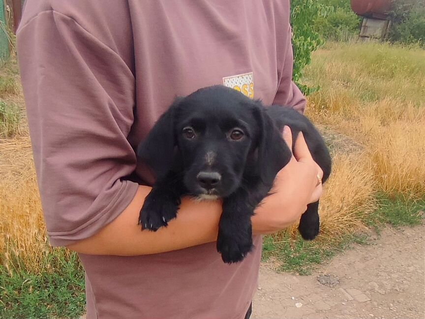 Отдаю собаку в добрые руки