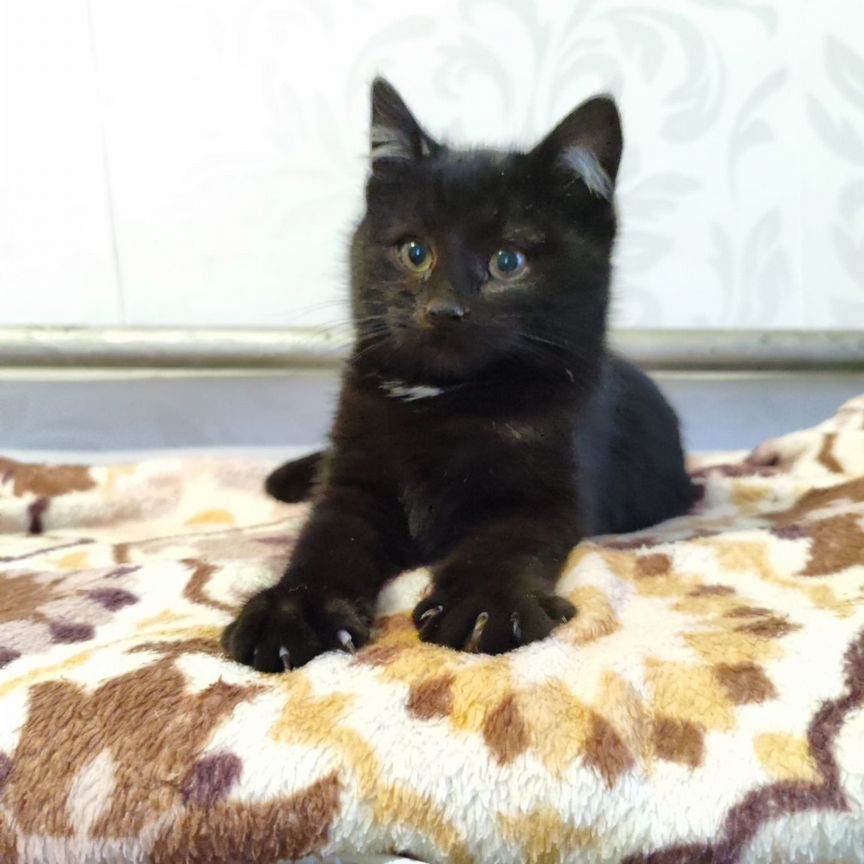 Ласковый котенок в добрые руки