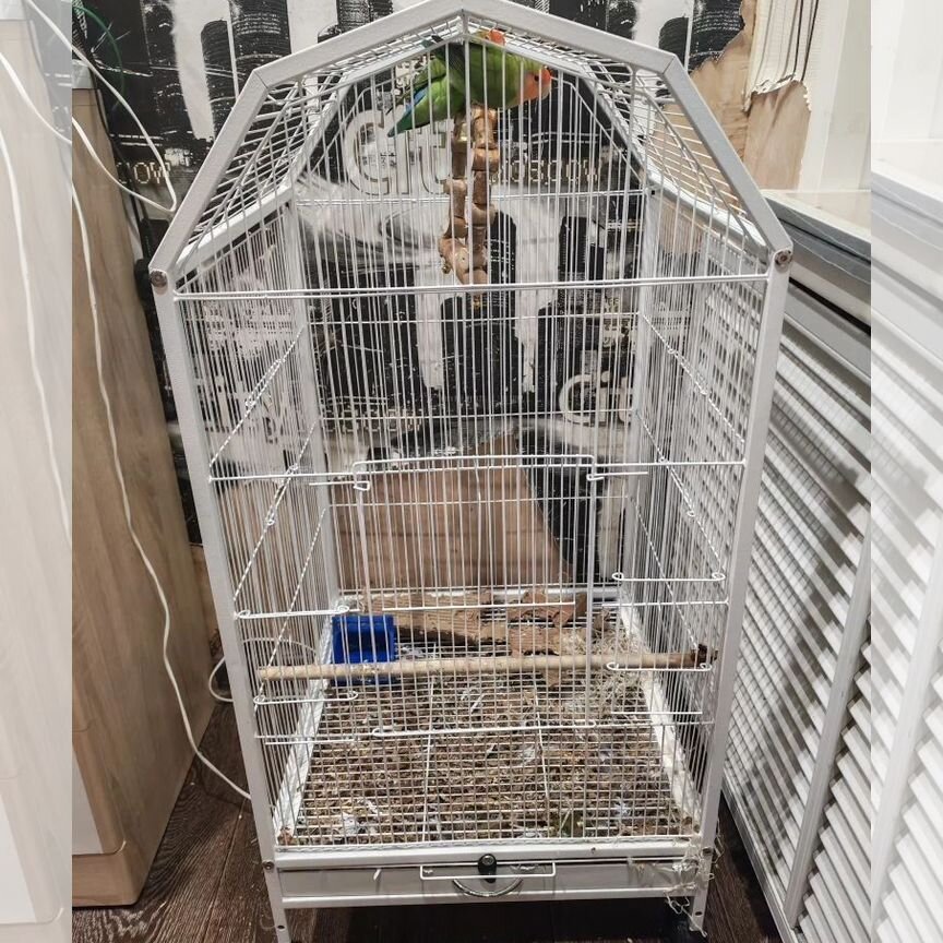 Попугай неразлучники с клеткой