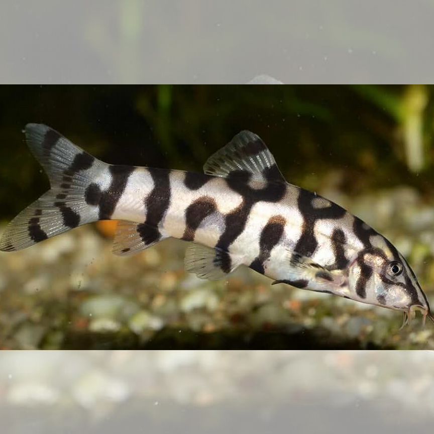 Аквариумные рыбки боция мрамор
