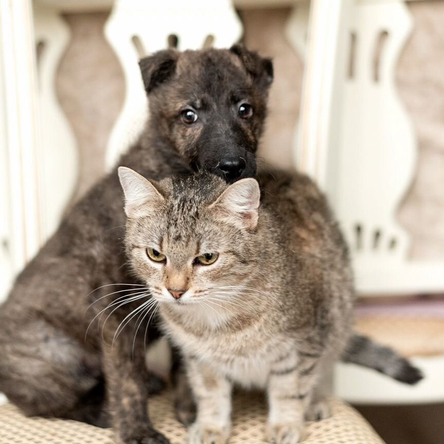 Тигровый щенок