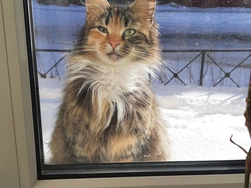 Кошка в беде