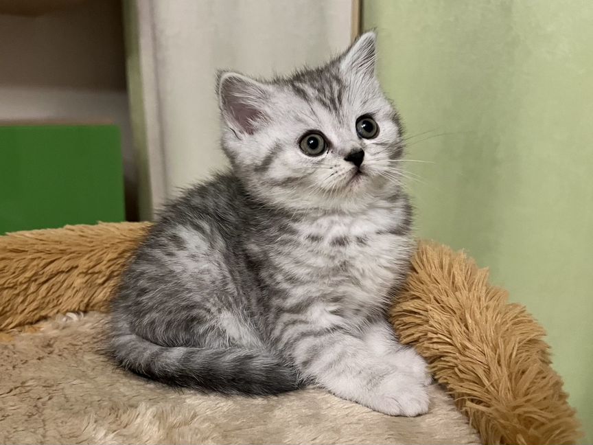 Шотландские котята
