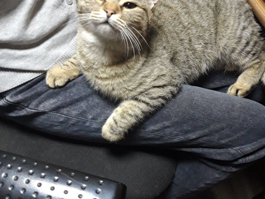 Кошечка Маня с доставкой