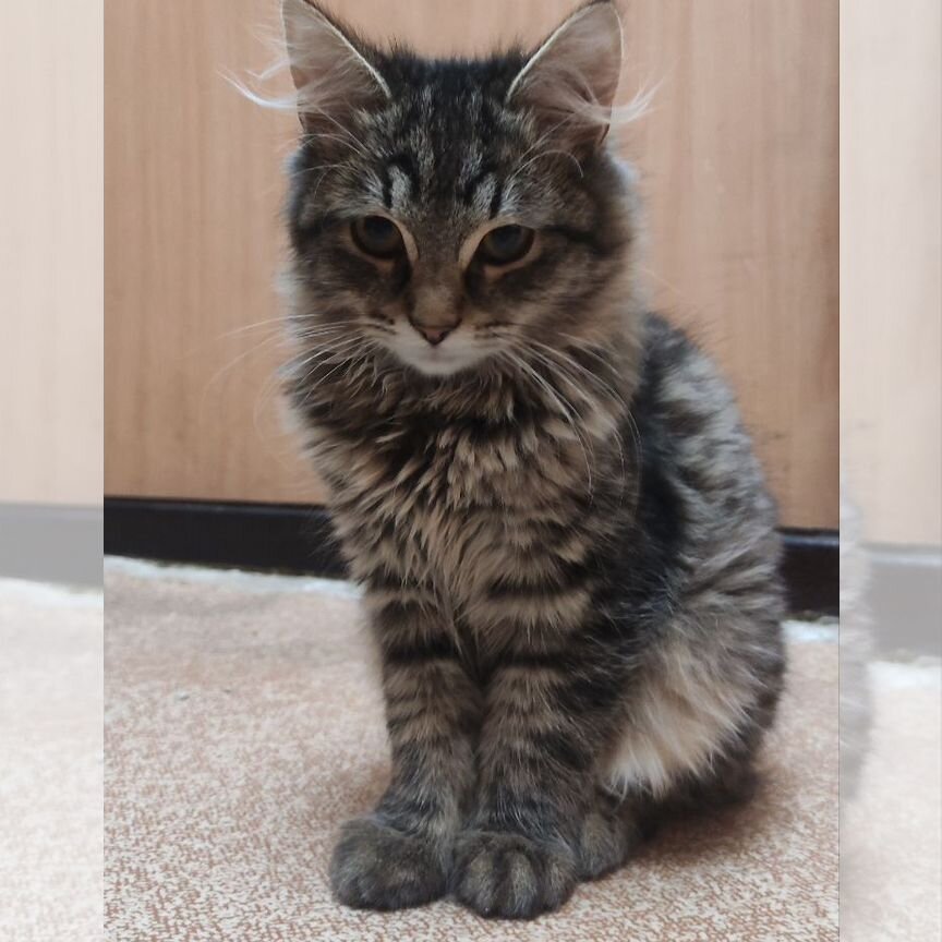 Отдам бесплатно кота