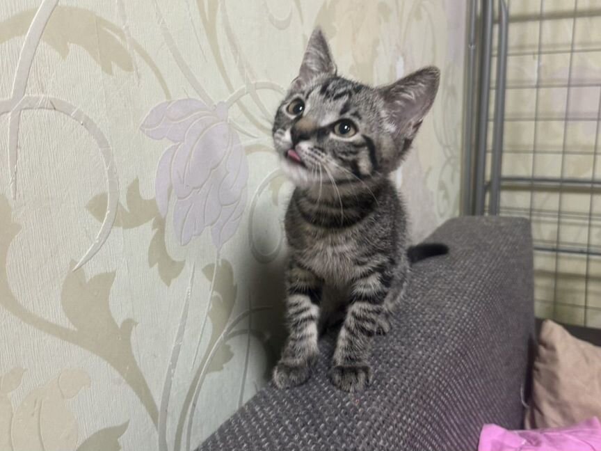 Котенок мальчик в добрые руки