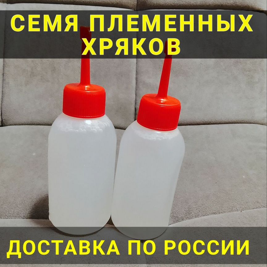 Семя хряка Дюрок Пьетрен Ландрас доставка по РФ