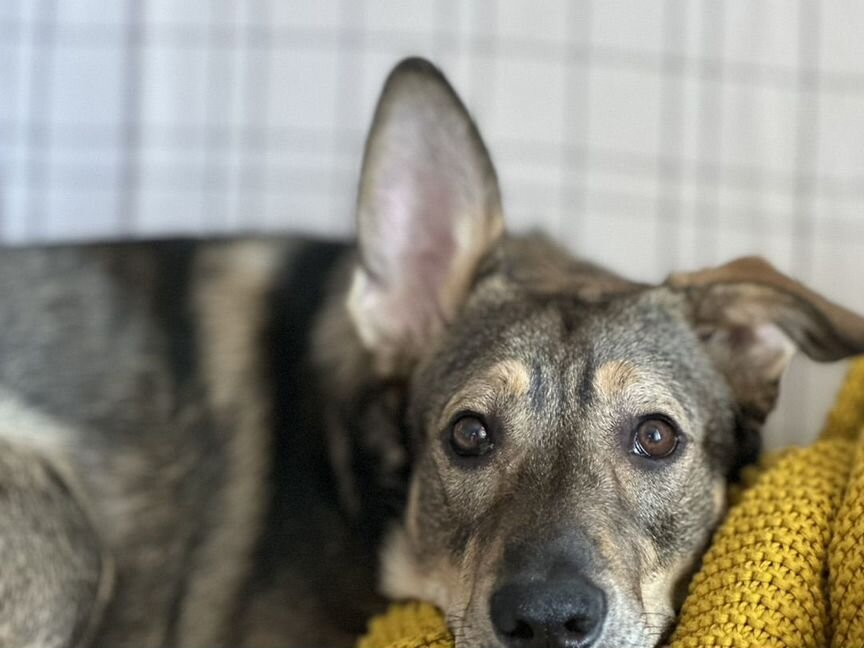 Малинуа метис