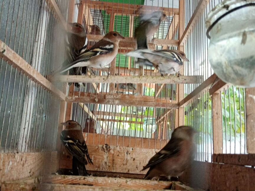 Зяблик - репел