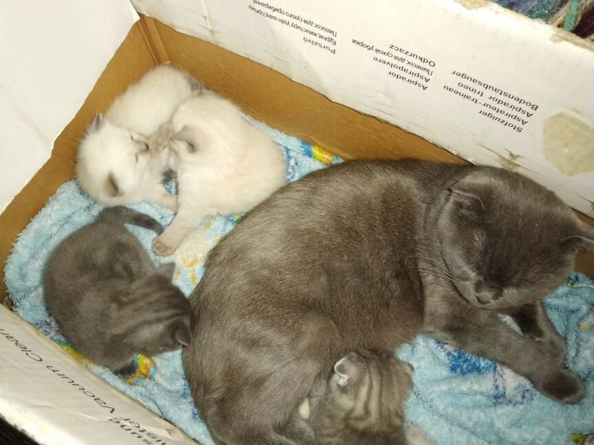 Котята скотиш фолд