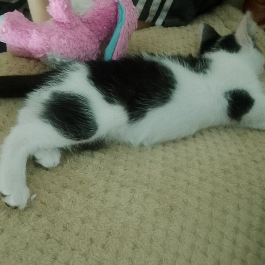 Котёнок в добрые руки