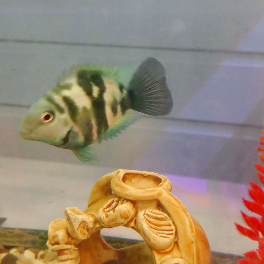 Продам рыбок