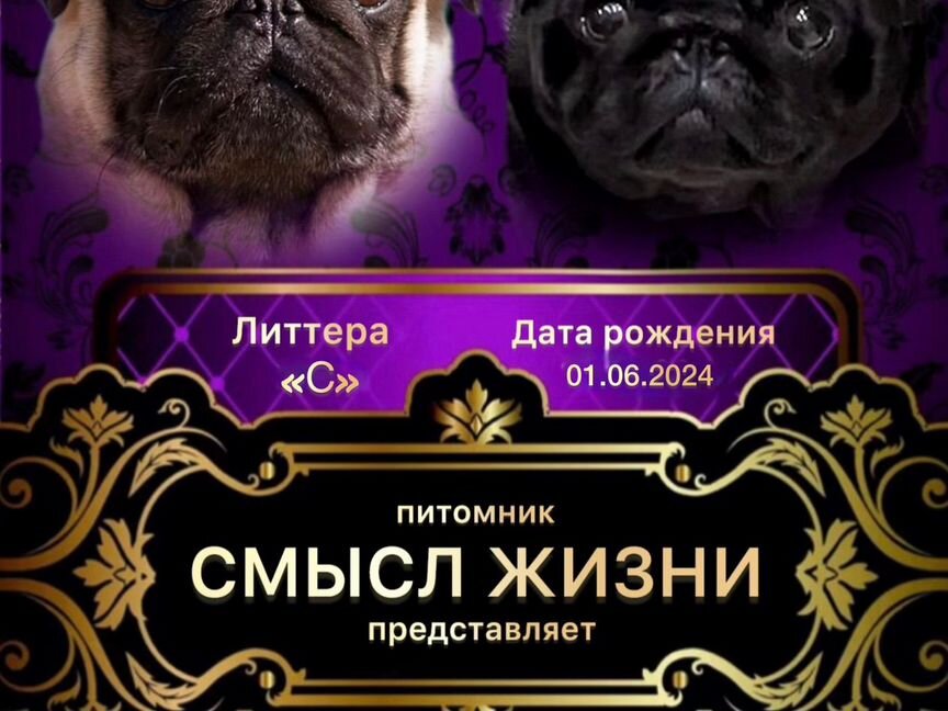 Щенки мопса