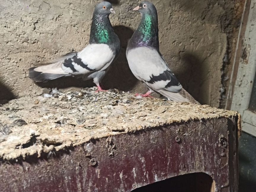 Голуби Николаевские, Индоутки, Куры Карликовые