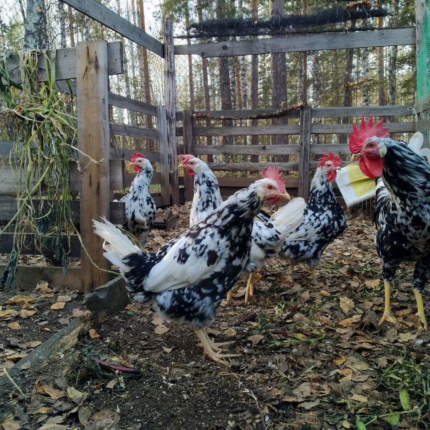 Продам семью легорнов далматин