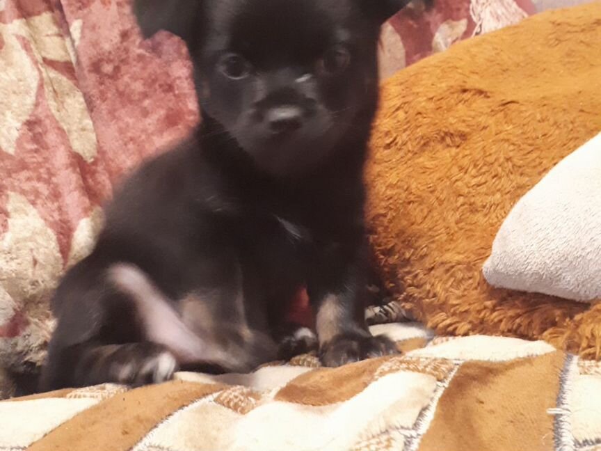 Собаки щенок маленькой породы