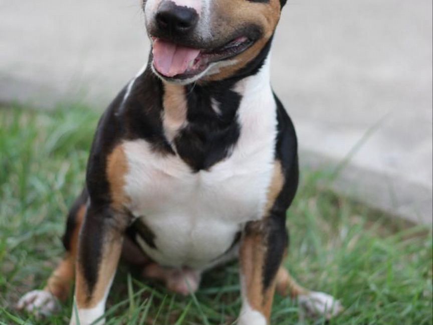 Вязка миниатюрный бультерьер