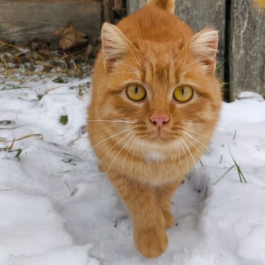 Рыжая огненная красотка ищет дом