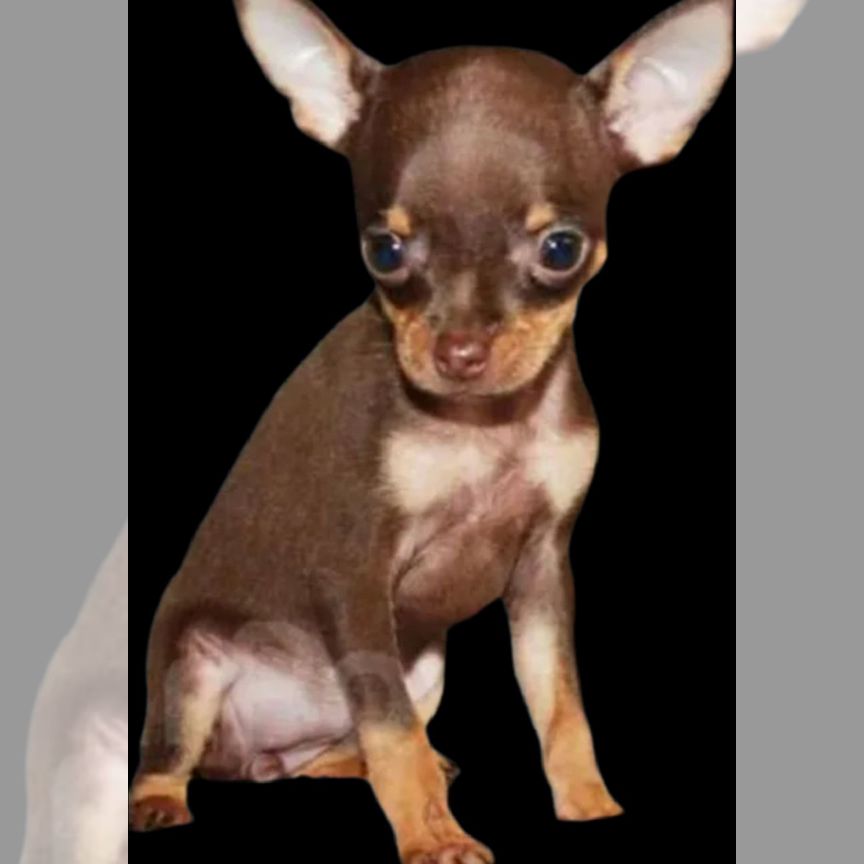 Русский той-терьер, щенок