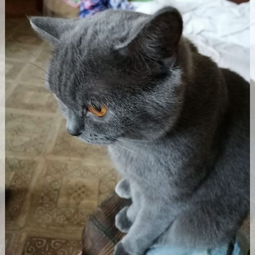 Британский длинношёрстный, взрослый кот