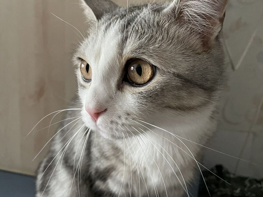 Британский кот