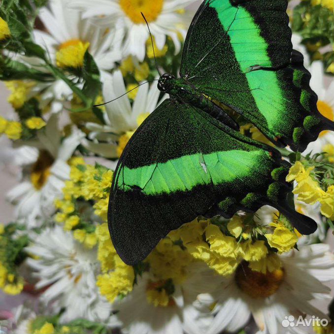 Ферма для выращивания бабочек