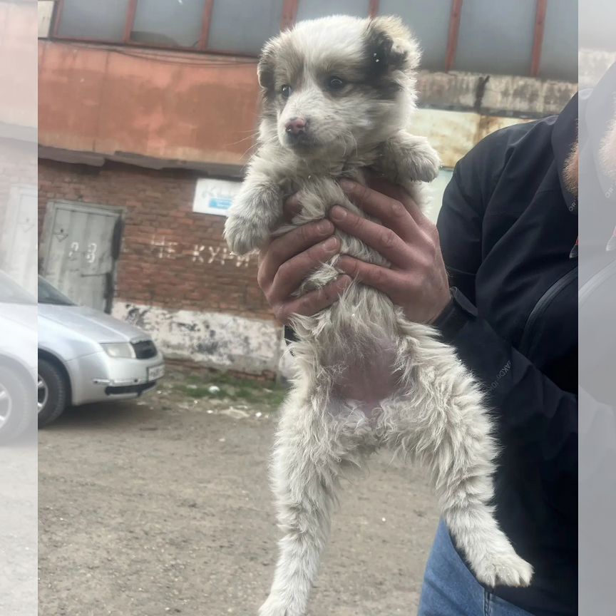 Щенок в добрые руки