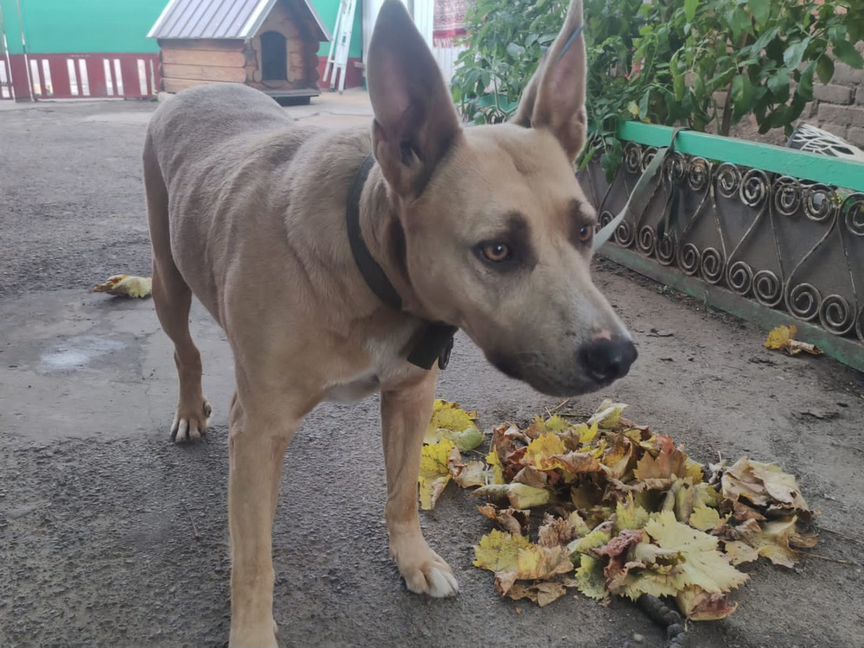 Отдам собаку