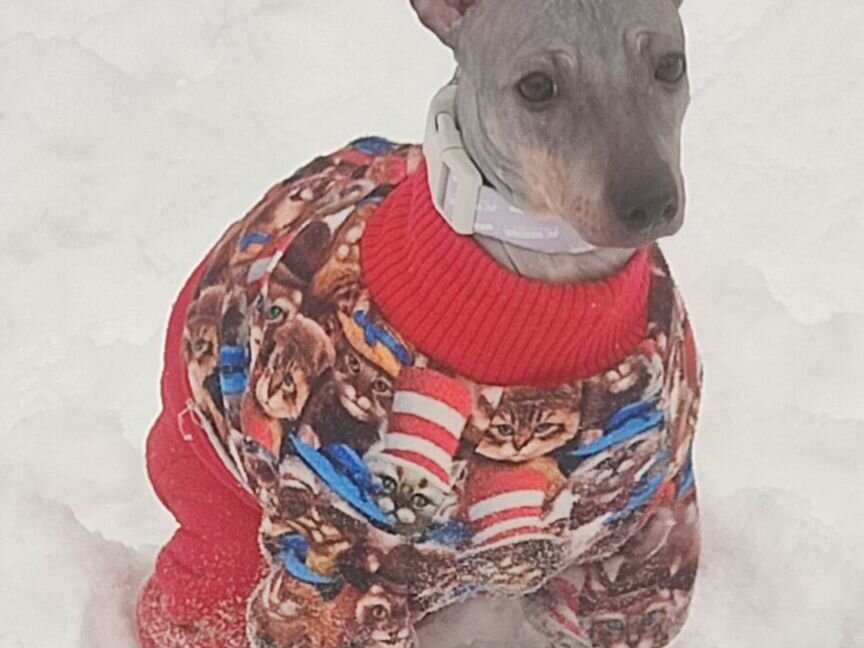 Американский голый терьер