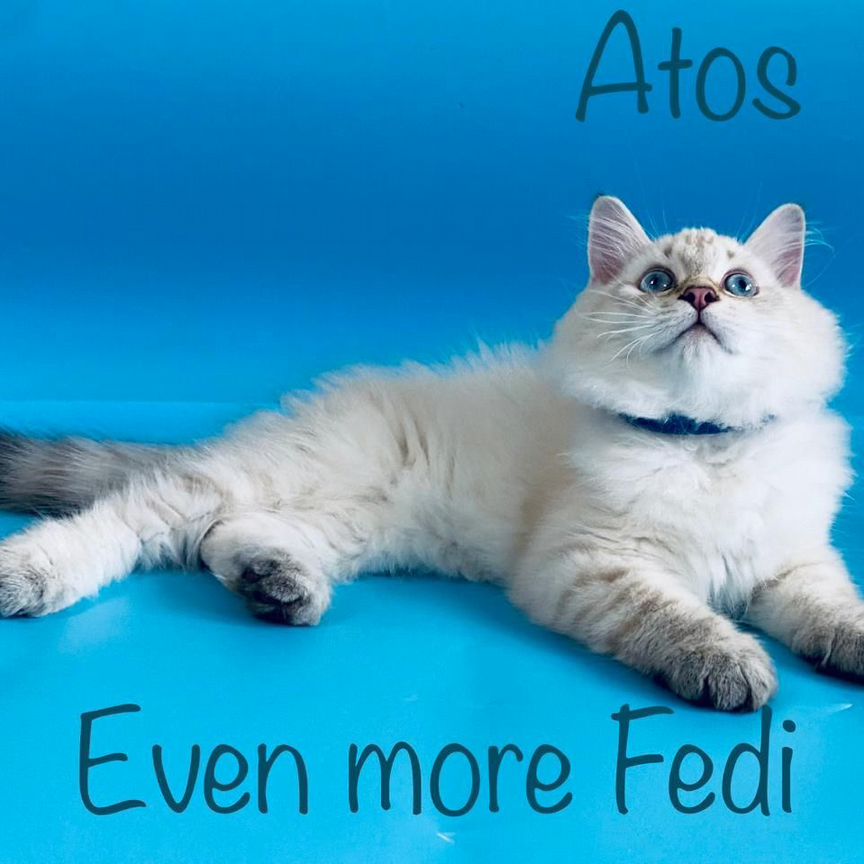 Котенок невский маскарадный