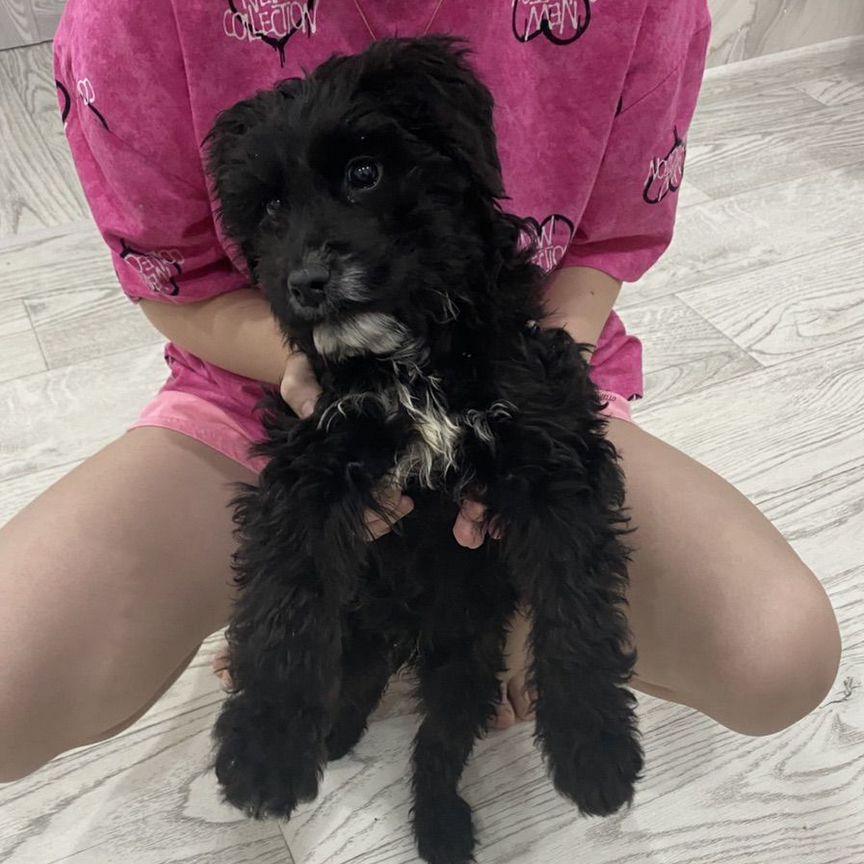 Мальтипу, щенок