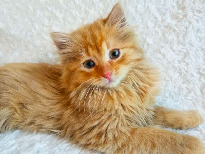 Котёнок девочка в добрые руки