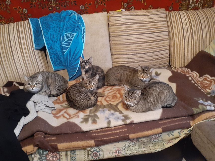 Европейская гладкошерстная, тигрово-серые