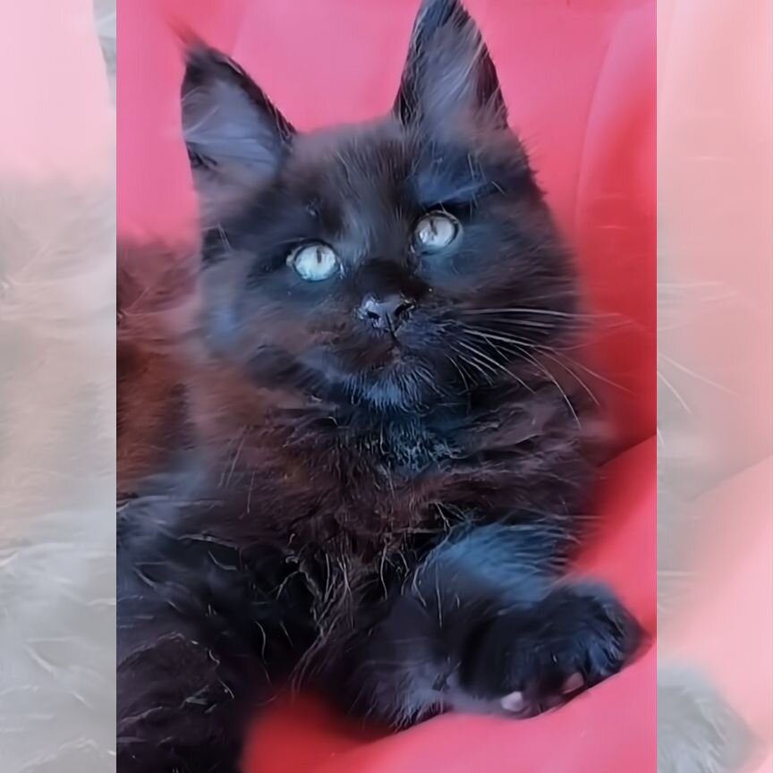 Мейн-кун котёнок