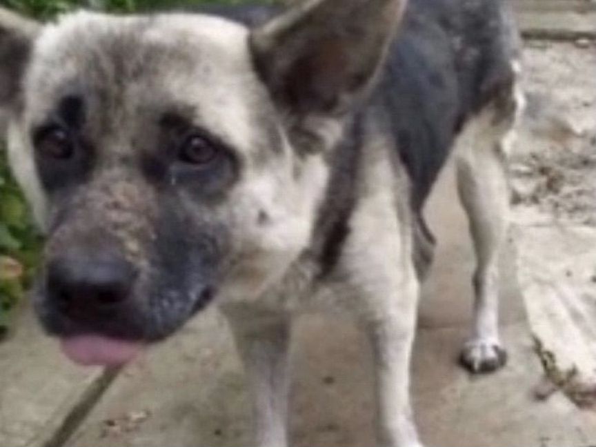 Восточноевропейская овчарка